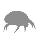 Milbenallergie Test - Aussagekräftiger Labor Allergentest ...